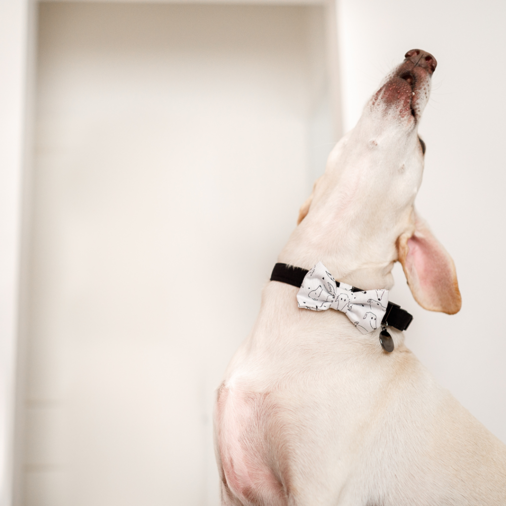 Condo Canine - citydogs.ca